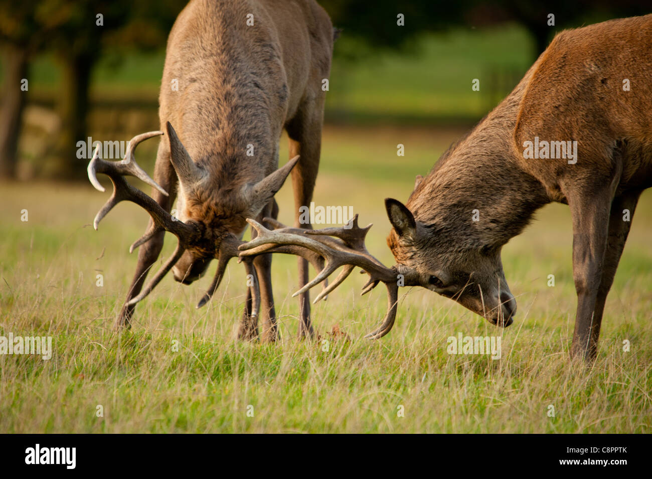 Deer Fighting in Autumn Fall Stock Photo - Alamy