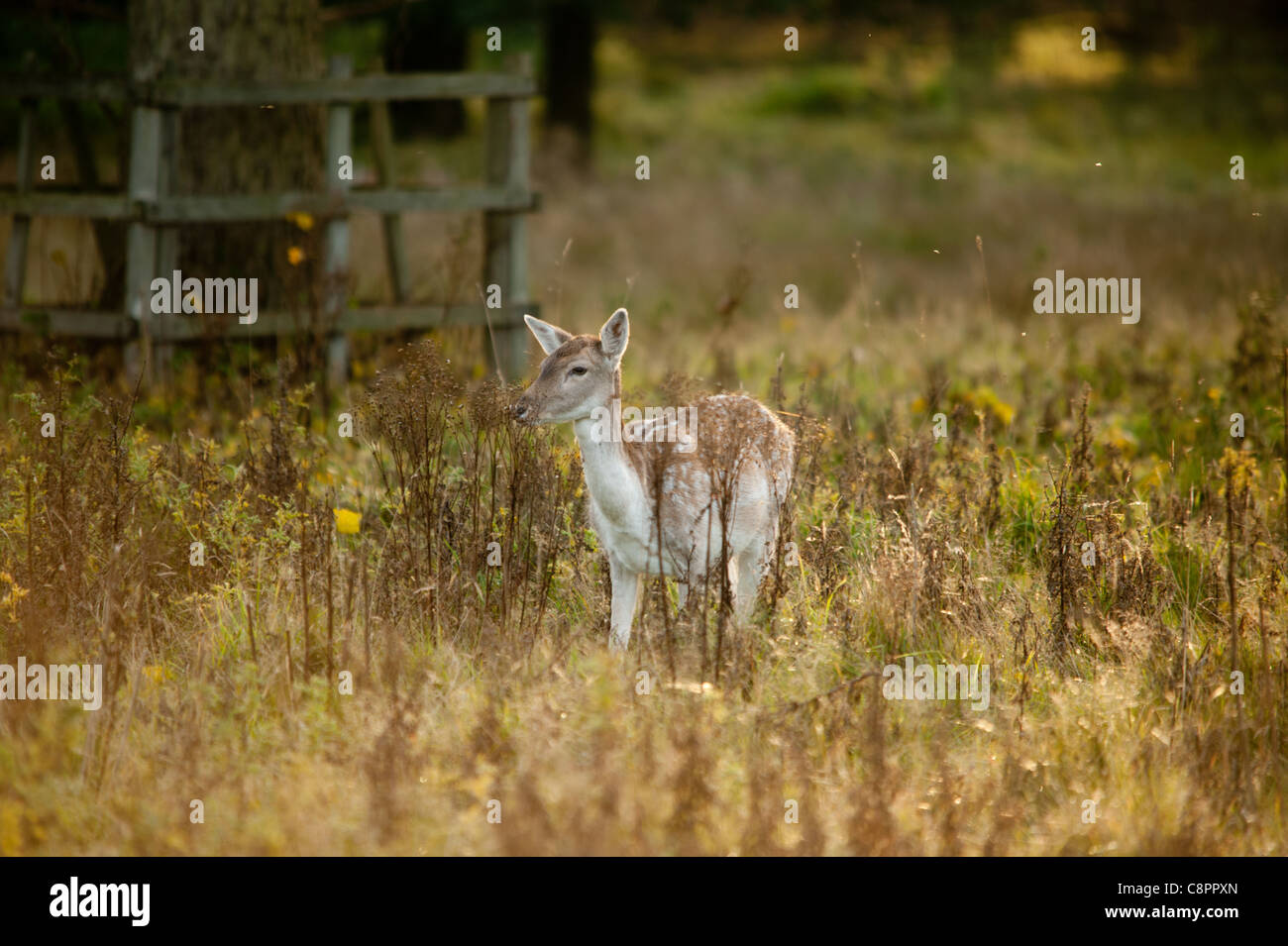 Onlooking hi-res stock photography and images - Alamy