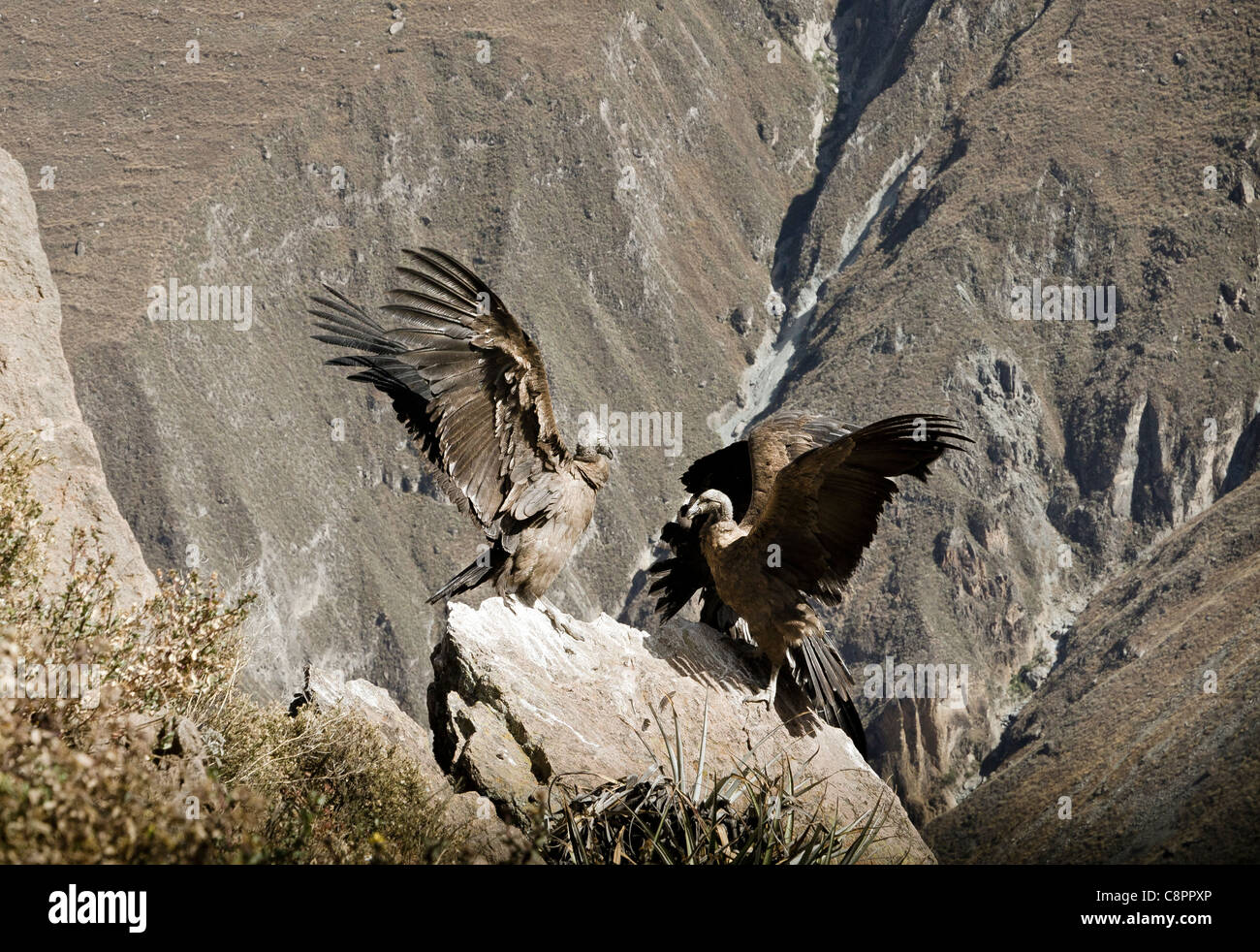 Andean condors peru hi-res stock photography and images - Alamy