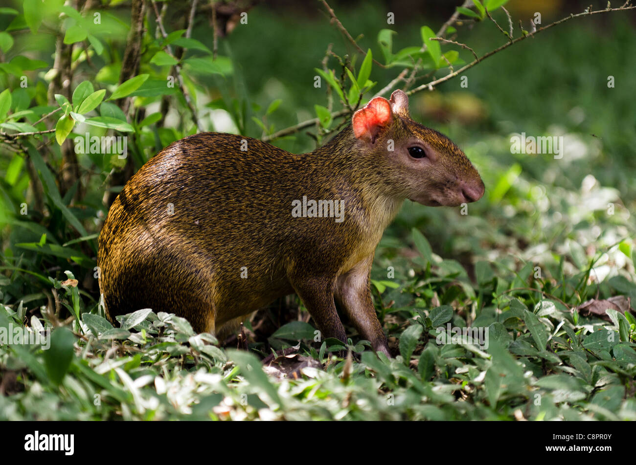Agouti rodent Tambopata National Reserve Puerto Maldonado Amazon Area ...