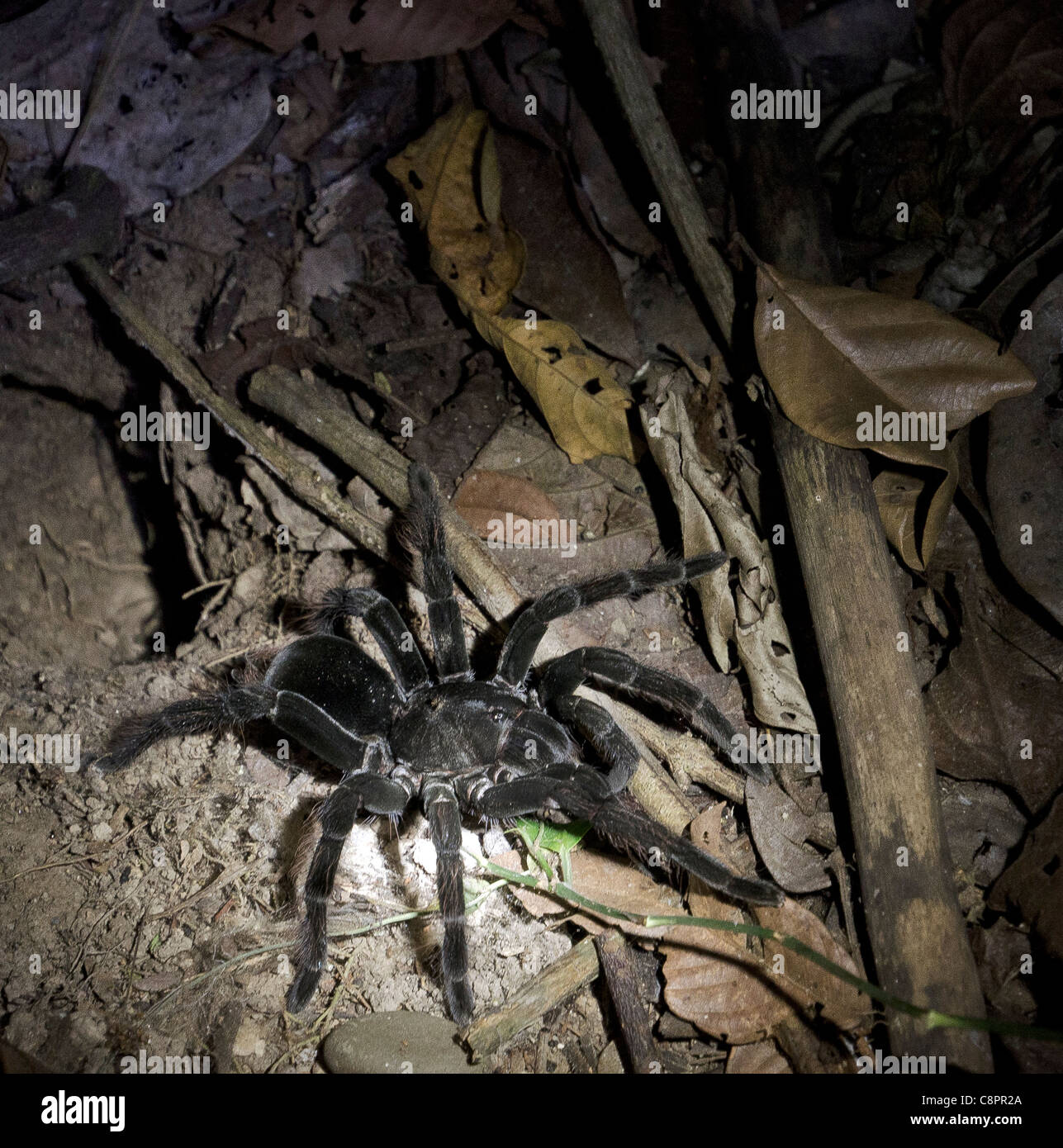 Tarantula Tambopata National Reserve Puerto Maldonado Amazon Area Peru ...