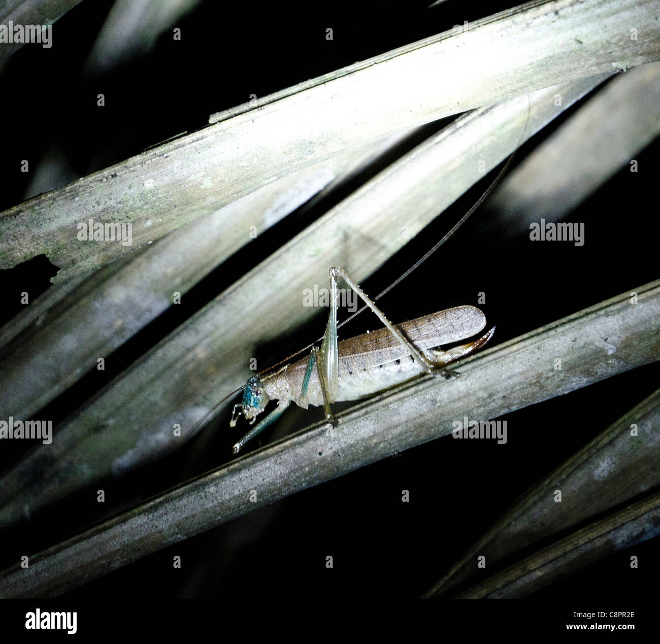 Grasshopper insect Tambopata National Reserve Puerto Maldonado Amazon ...
