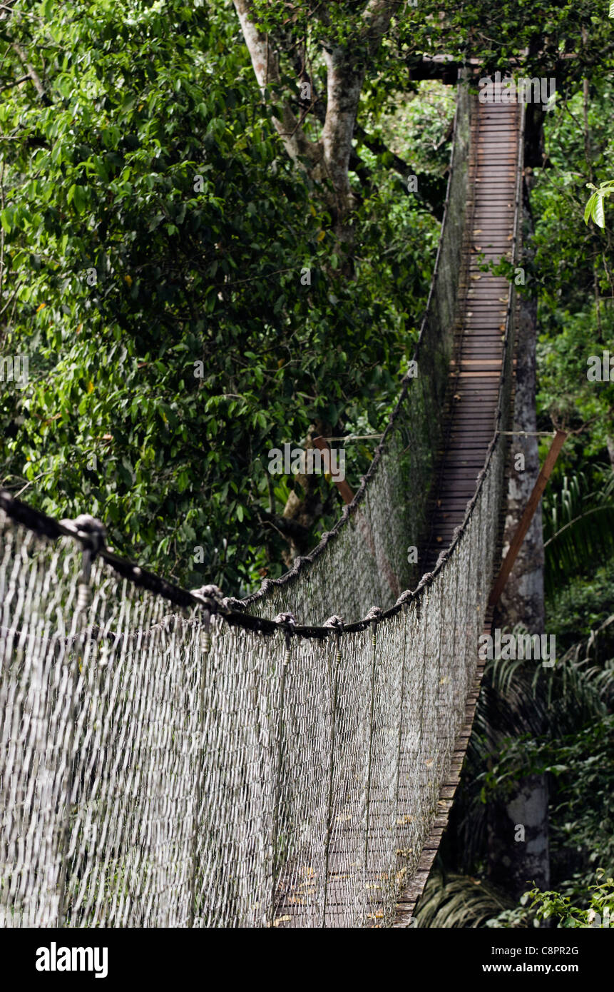 Amazon rainforest canopy bridge hi-res stock photography and images - Alamy