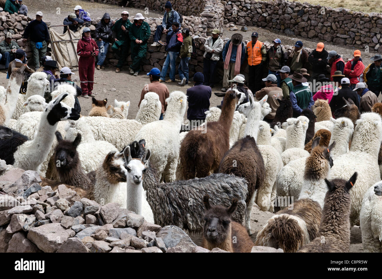 Vet briefing on llamas and alpacas health check near Arequipa Peru ...