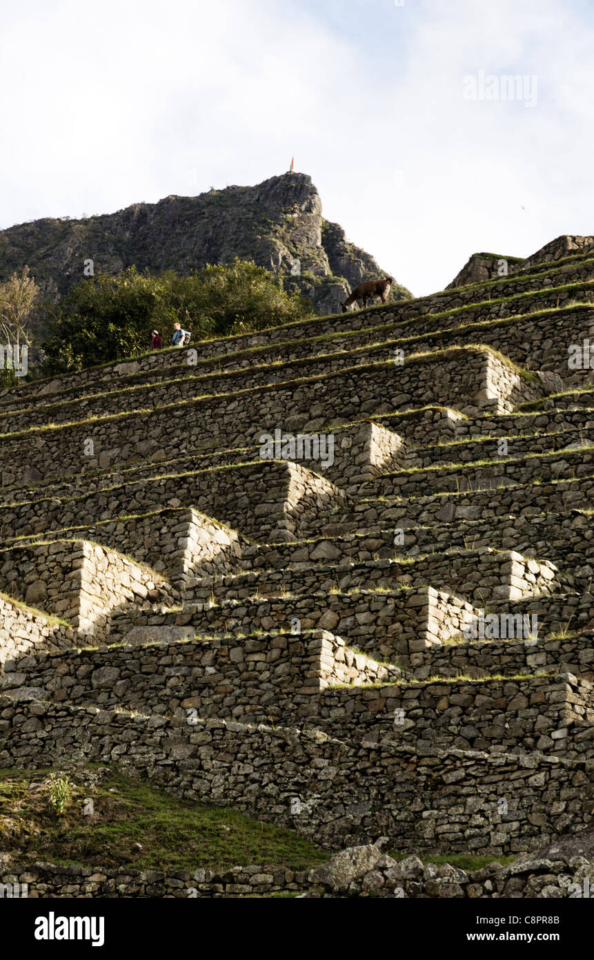Machu picchu terraces hi-res stock photography and images - Alamy