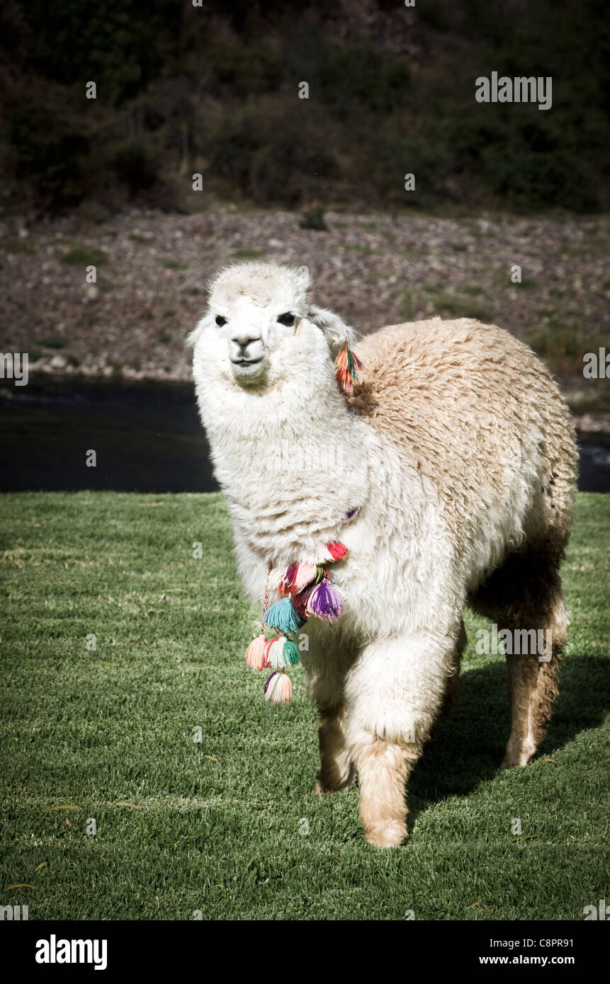 Peruvian baby alpaca Sacred Valley Peru Stock Photo - Alamy