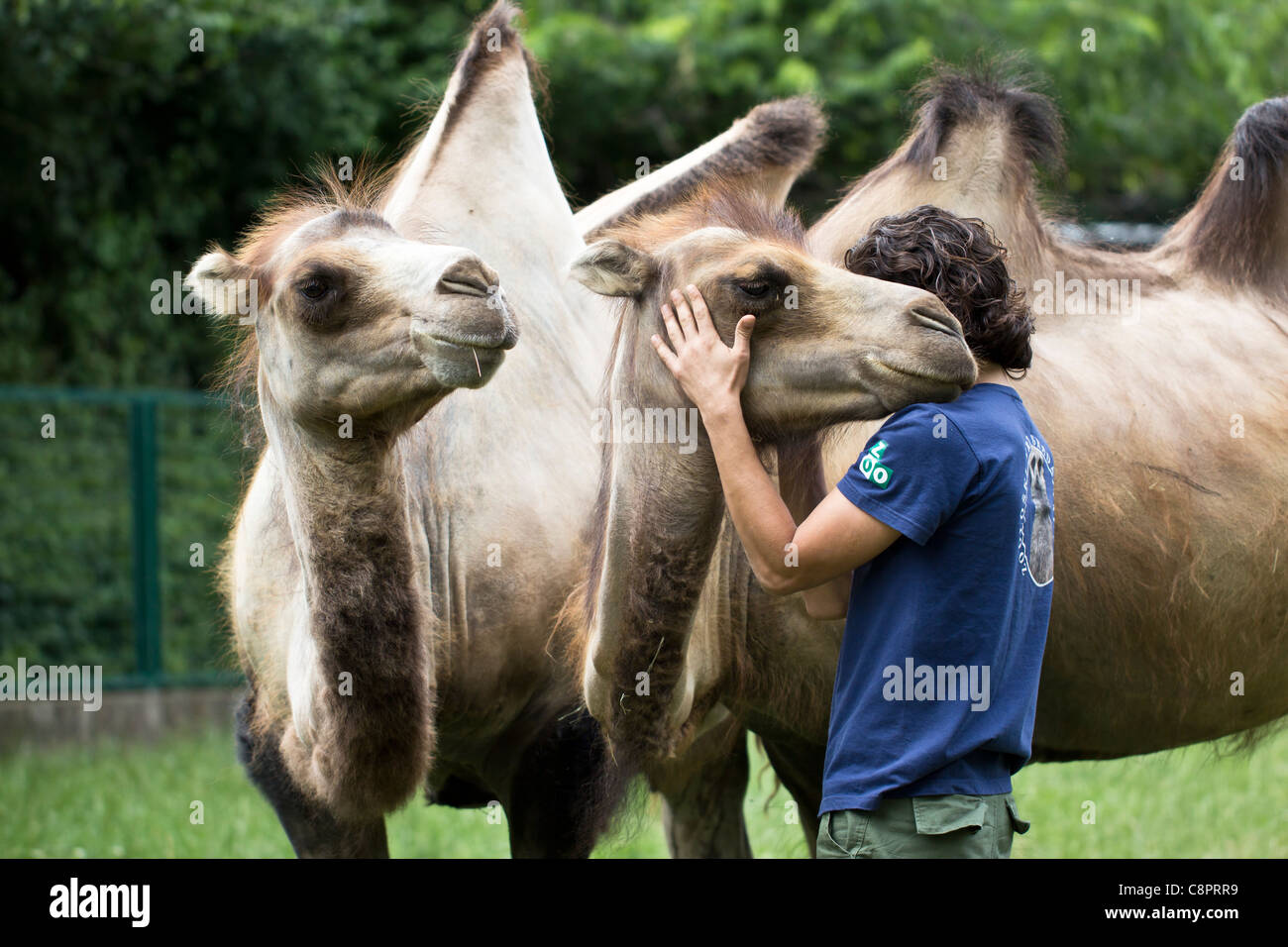 Camel and friends hi-res stock photography and images - Alamy