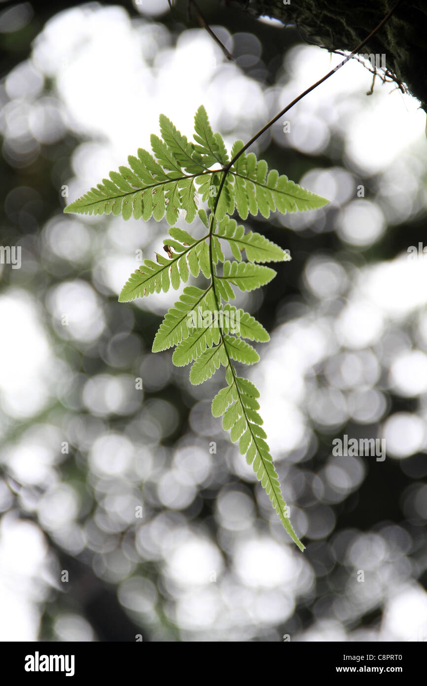 A young fern leaf grows to the light from the base of an old fern in ...