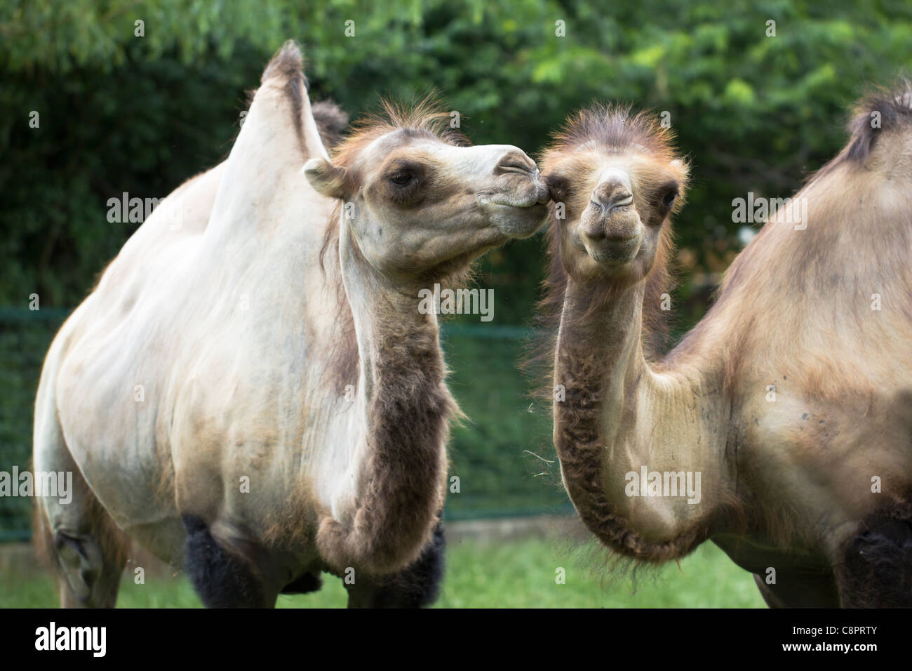 Camel captivity hi-res stock photography and images - Alamy