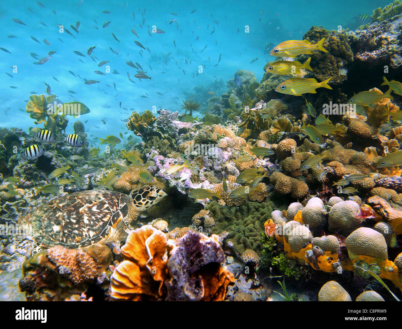 A sea turtle in a thriving coral reef with shoal of tropical fish ...