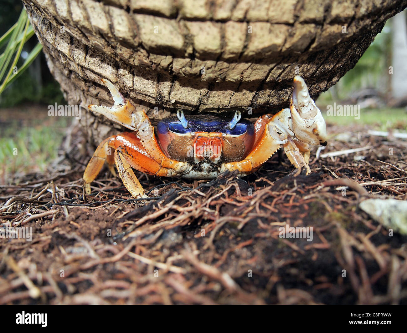 Mangrove tree crab hi-res stock photography and images - Alamy