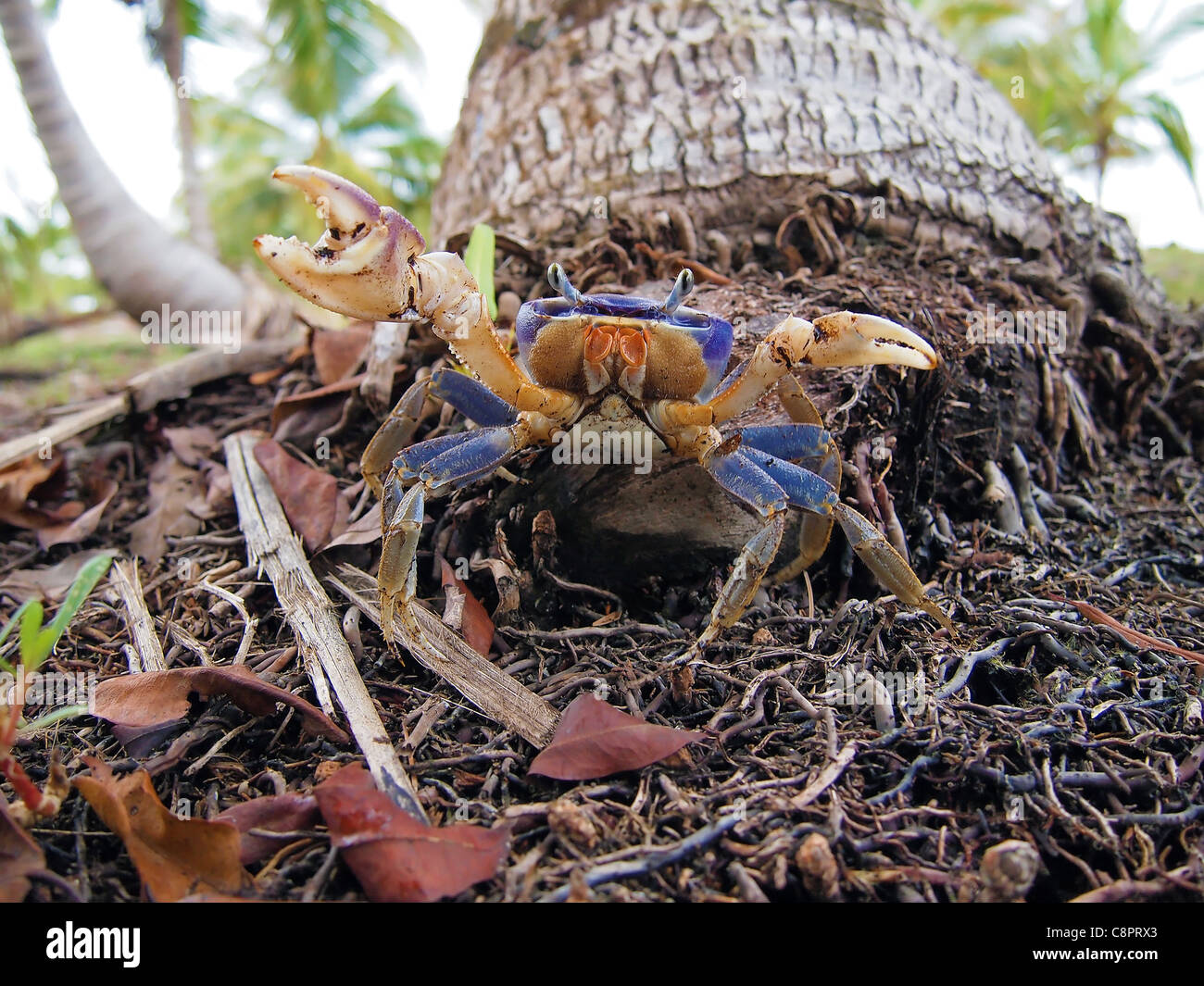Mangrove crab hi-res stock photography and images - Alamy