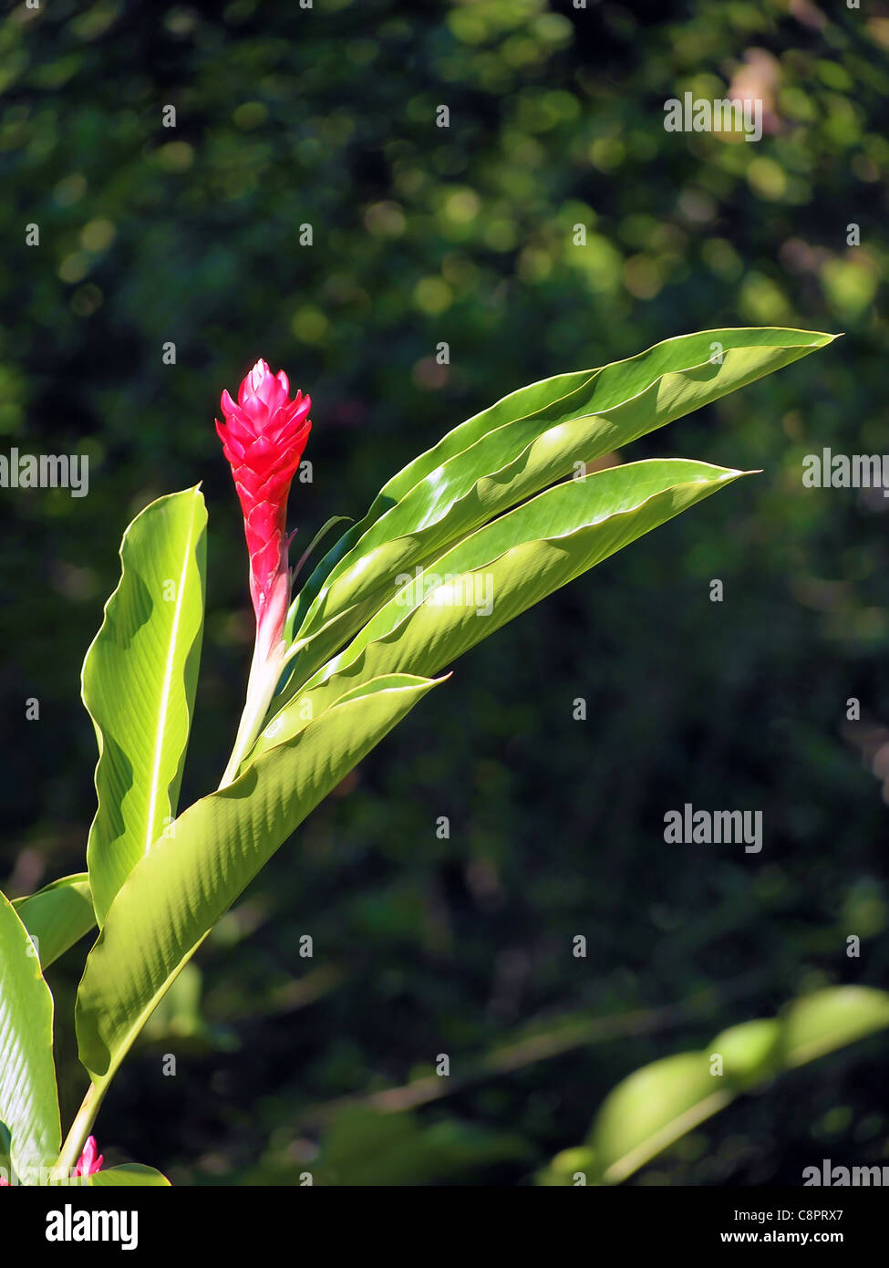 Ginger plant panama hi-res stock photography and images - Alamy