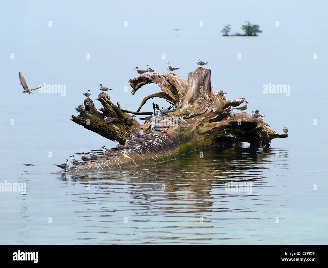 Floating tree hi-res stock photography and images - Alamy