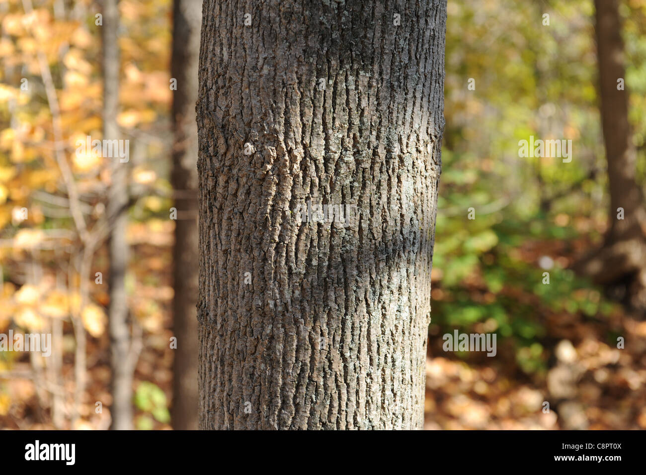 maple tree texture closeup Stock Photo - Alamy