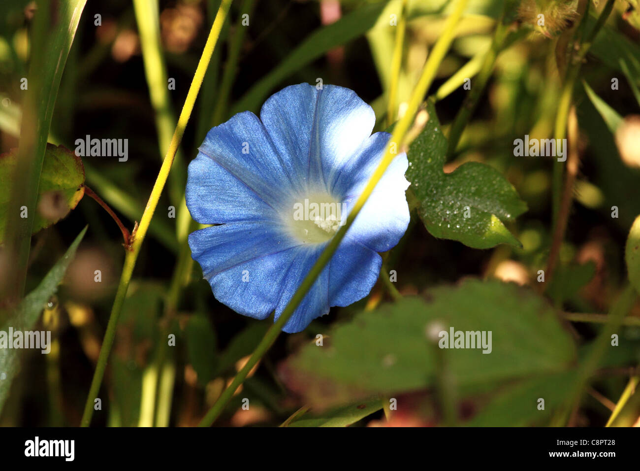 Milo field crops hi-res stock photography and images - Alamy