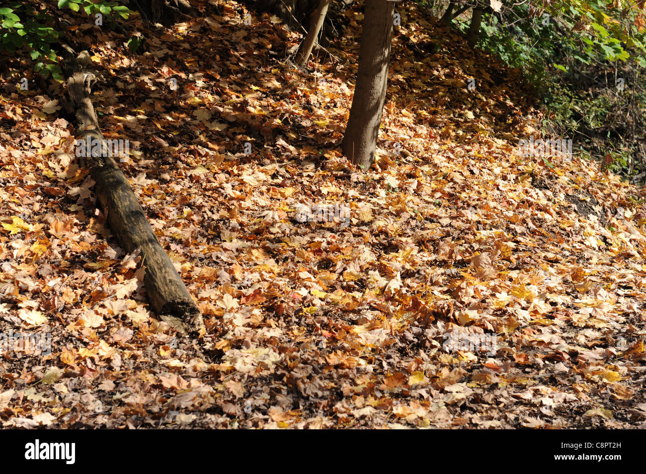 Canada fall autumn hi-res stock photography and images - Alamy