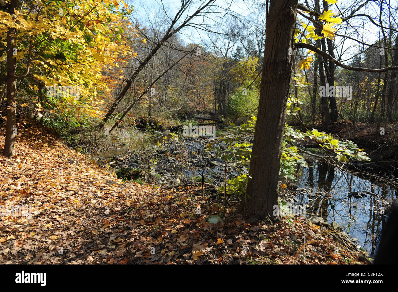 Canada trees hi-res stock photography and images - Alamy