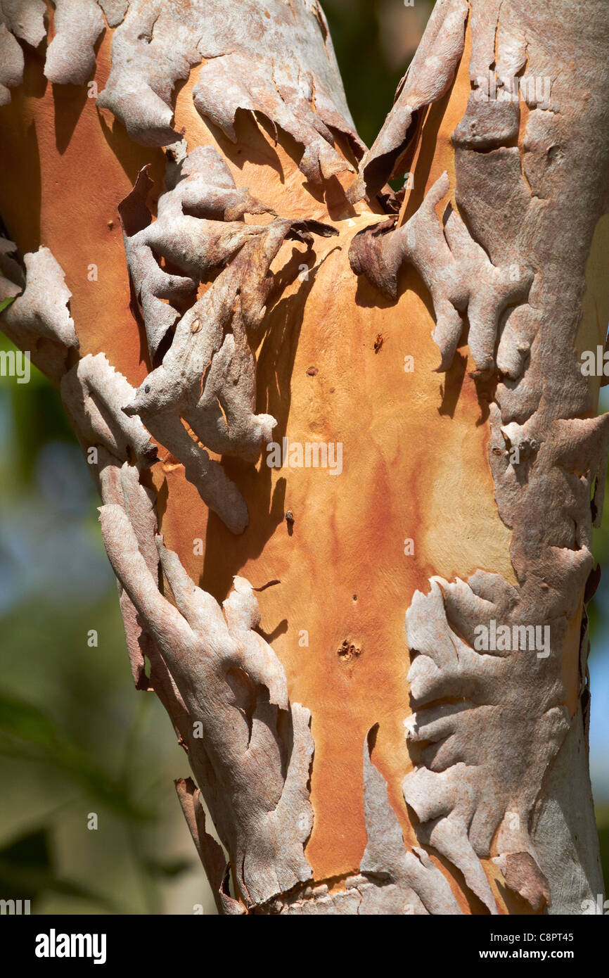 Peeling tree trunk hi-res stock photography and images - Alamy