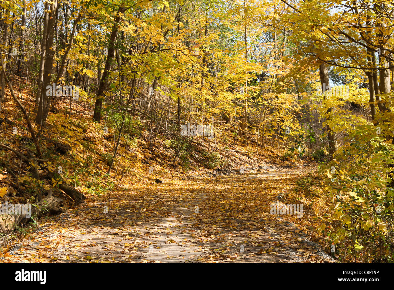 autumn colourful leaves yellow orange pathway Stock Photo - Alamy