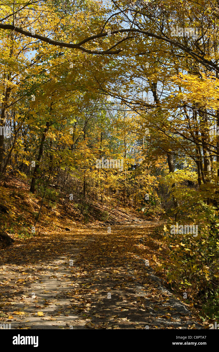 autumn colourful leaves yellow orange pathway Stock Photo - Alamy