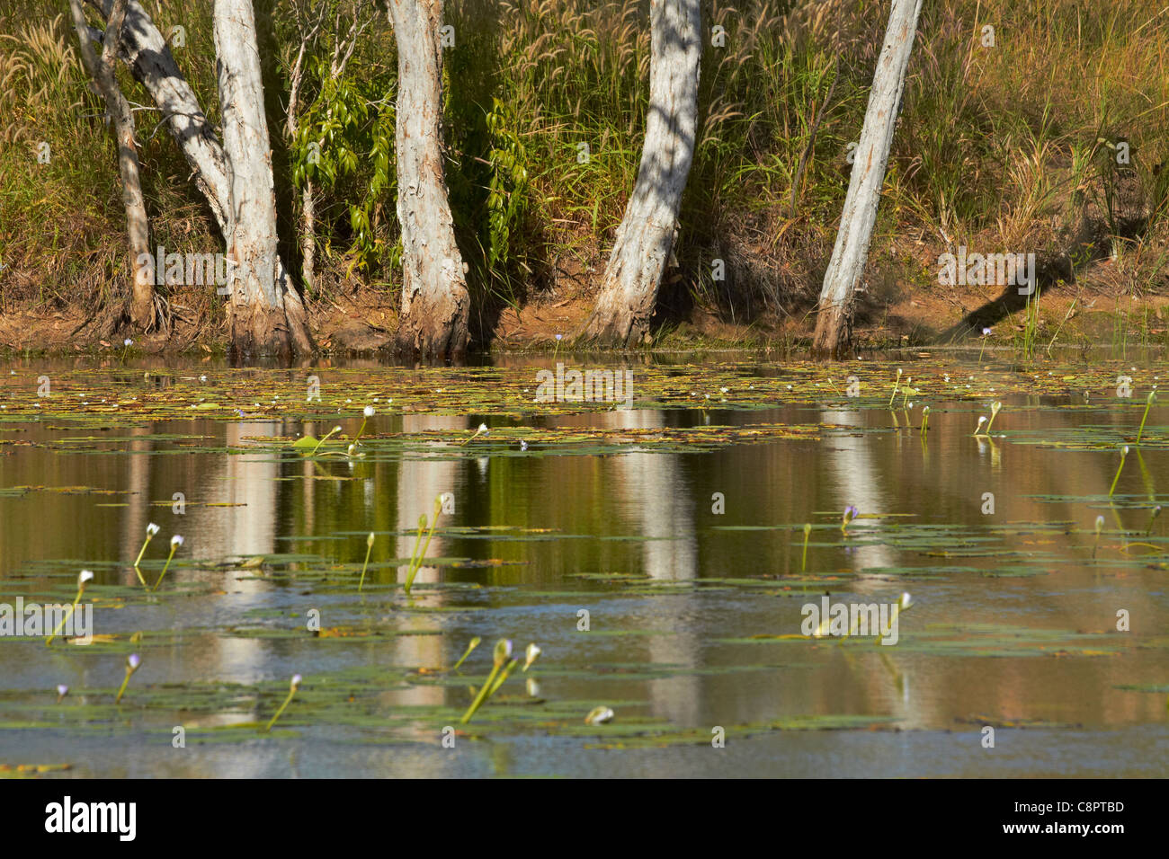 Reflections in pond at former adelaide river railway station hi-res ...