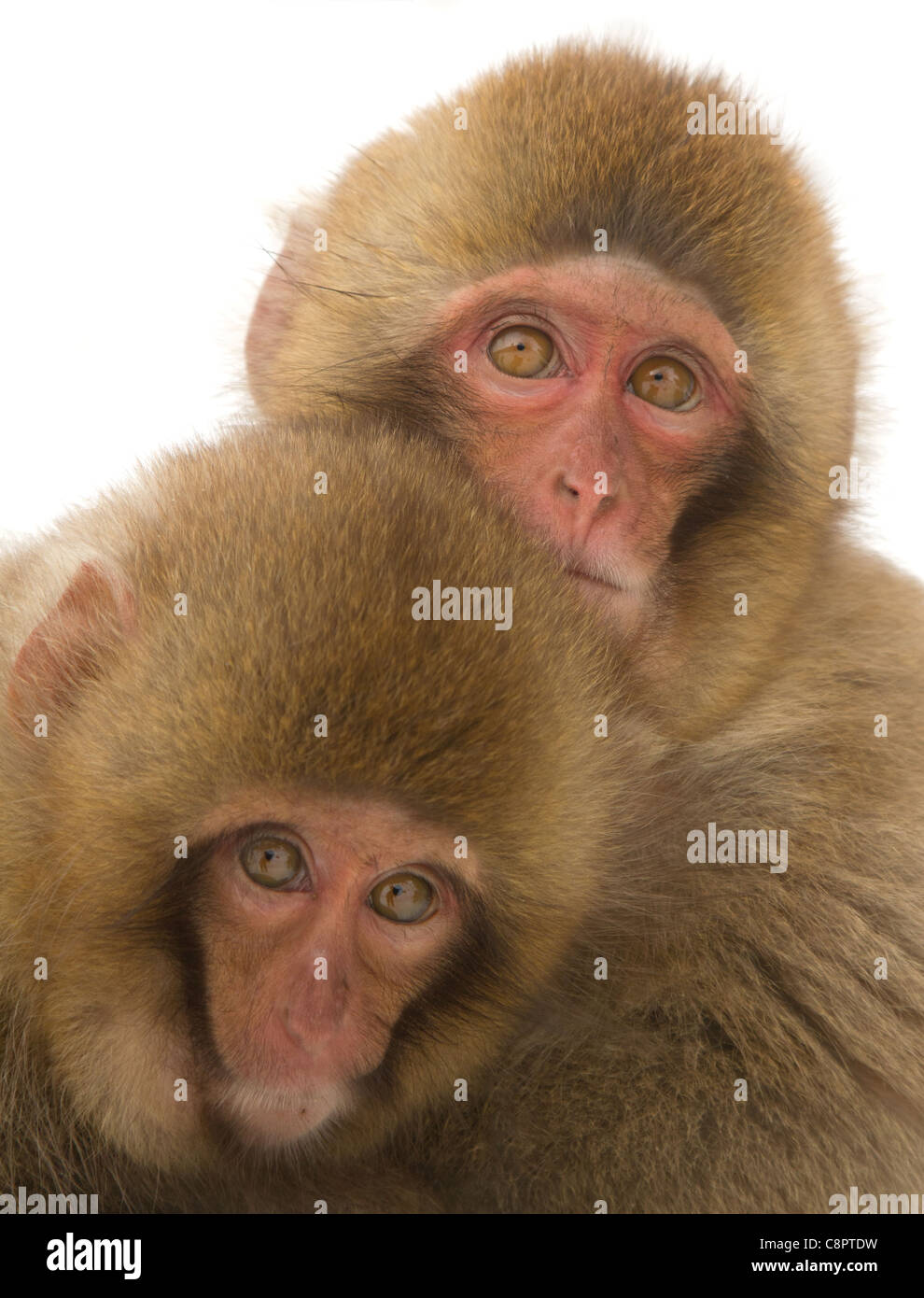 Japanese macaques hi-res stock photography and images - Alamy