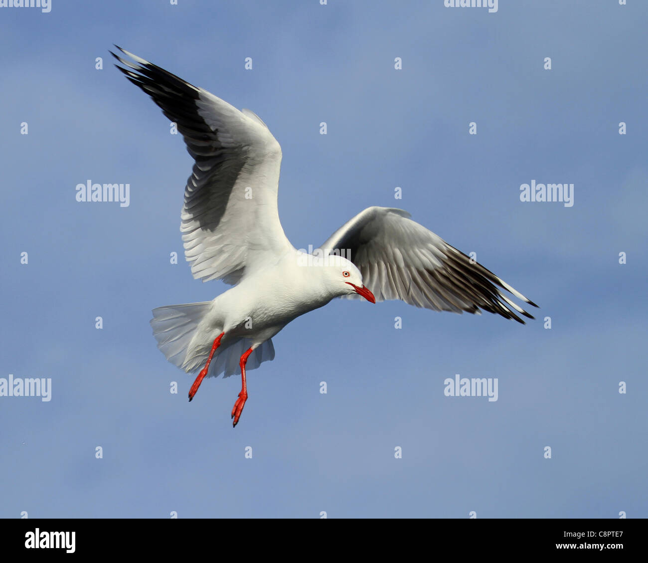 Pelagic seagull hi-res stock photography and images - Alamy