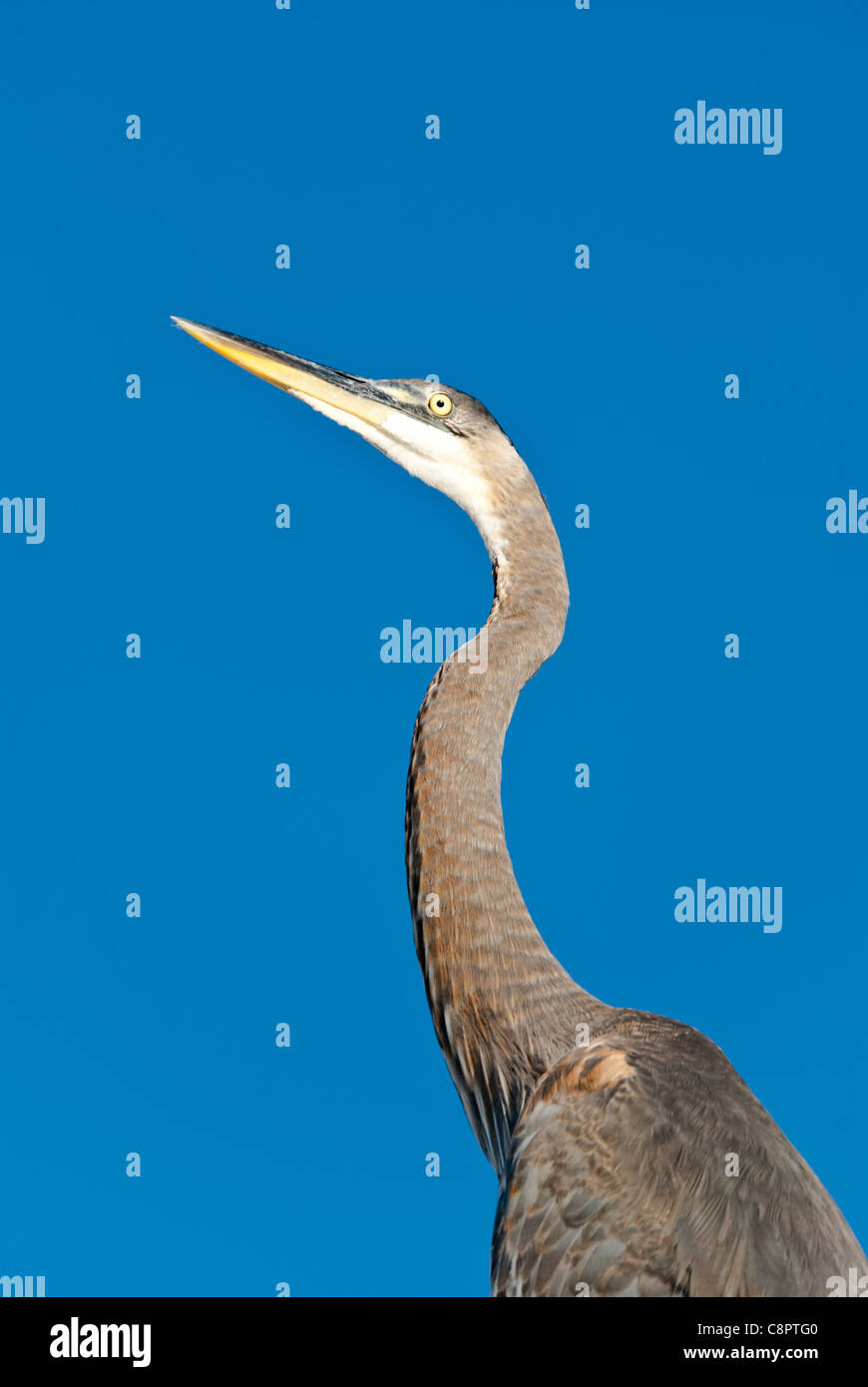Image of the profile of a Great Heron Stock Photo - Alamy