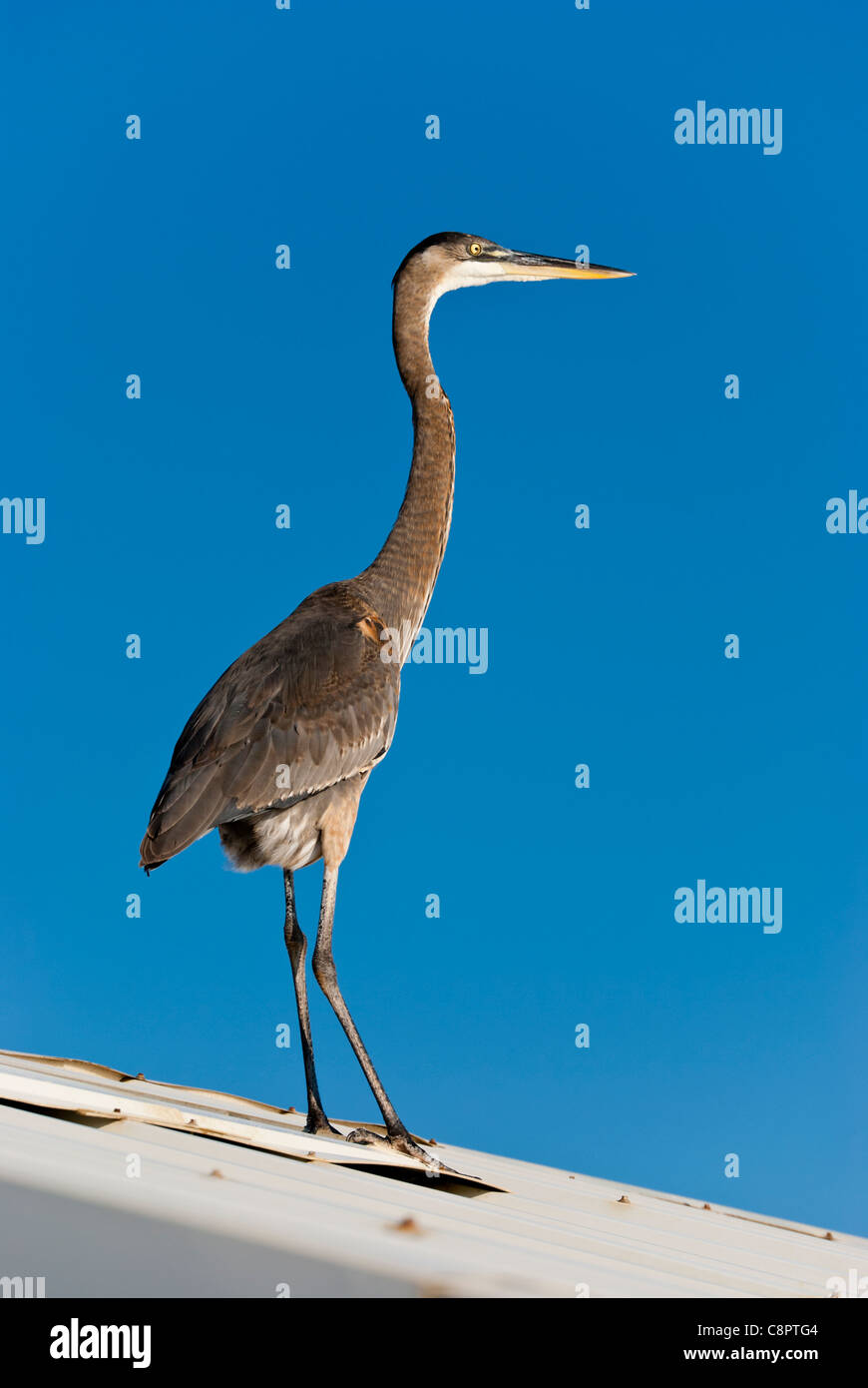 Heron house hi-res stock photography and images - Alamy
