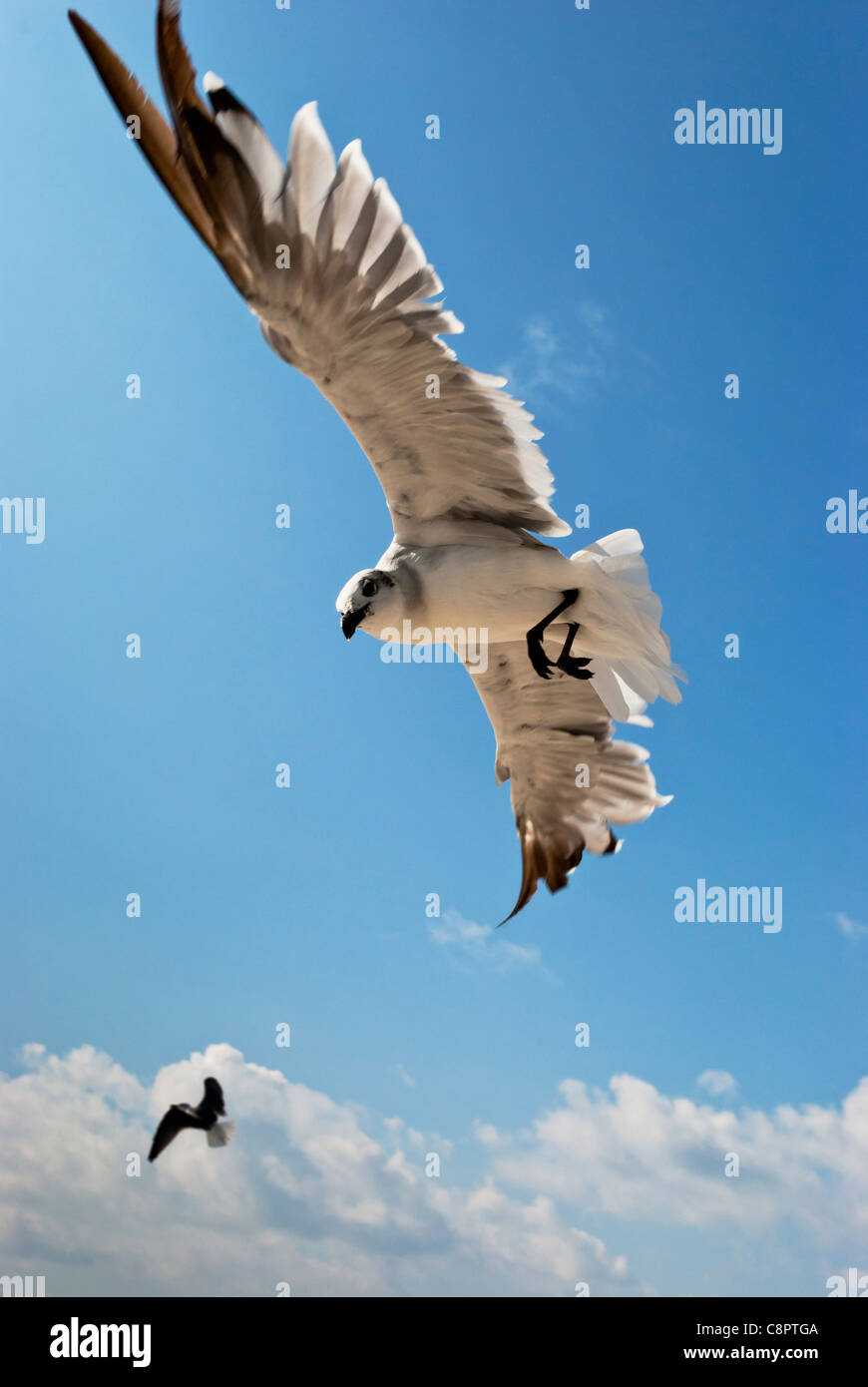 Wings spread out hi-res stock photography and images - Alamy