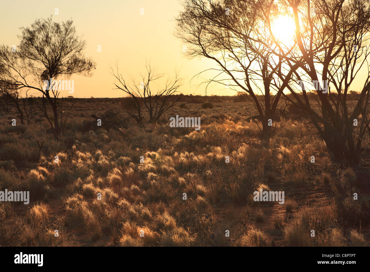 Plants managing to thrive in the outskirts of the Strzelecki Desert ...