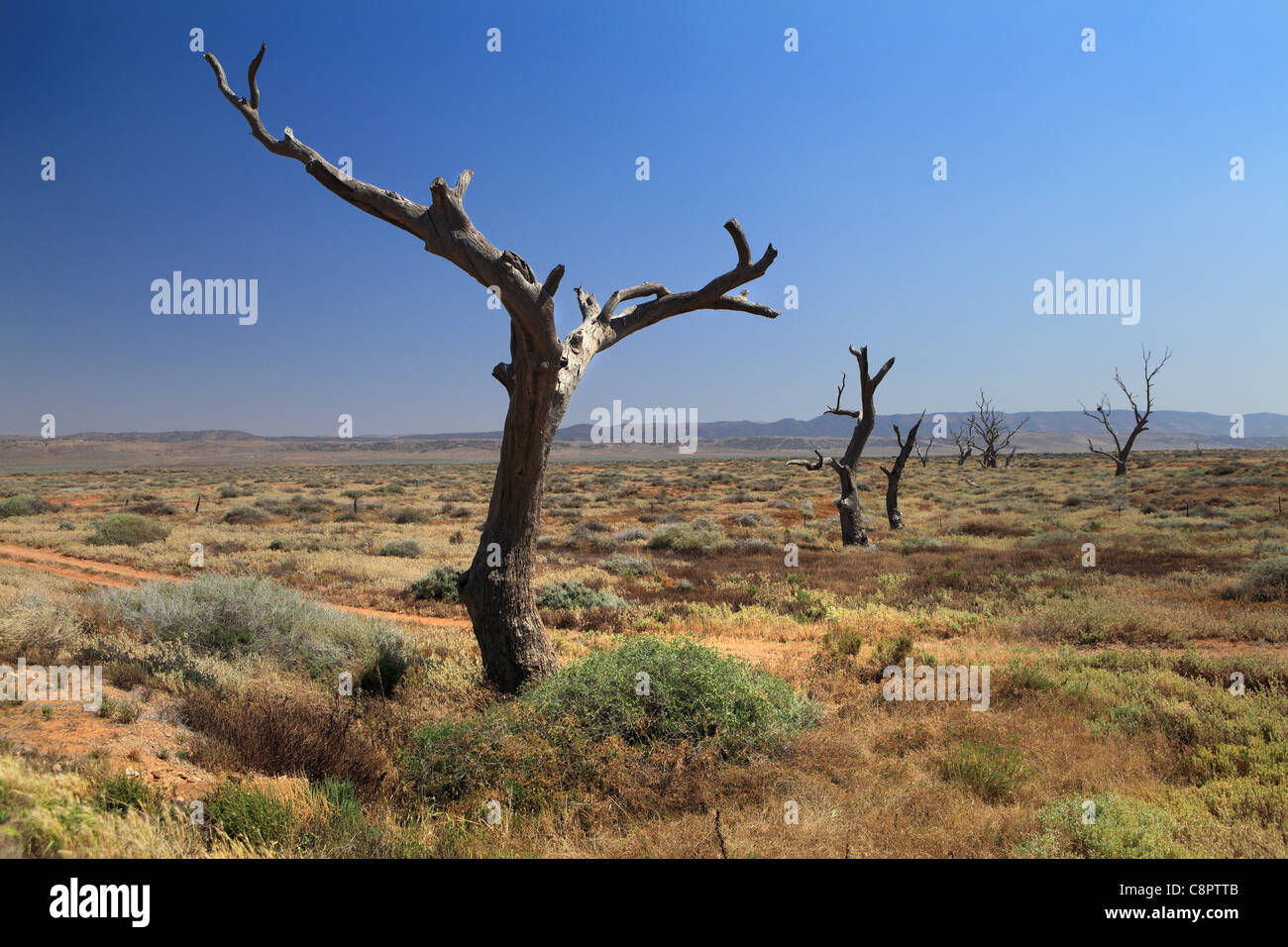 Clump of struggling trees, Flinders Ranges, South Australia Stock Photo ...