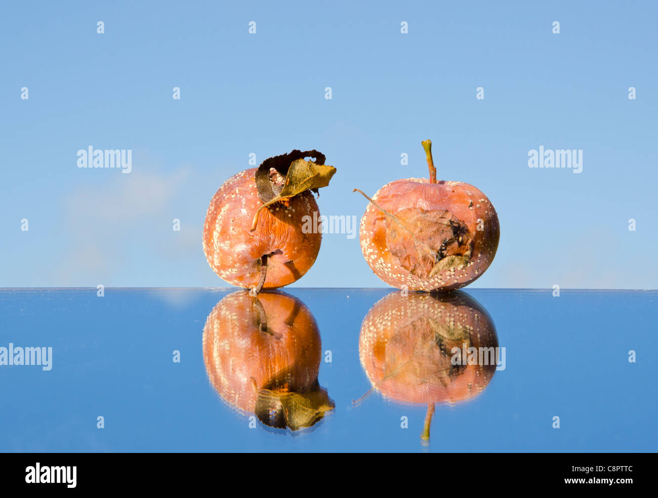 two rotten apples on mirror and reflections Stock Photo - Alamy