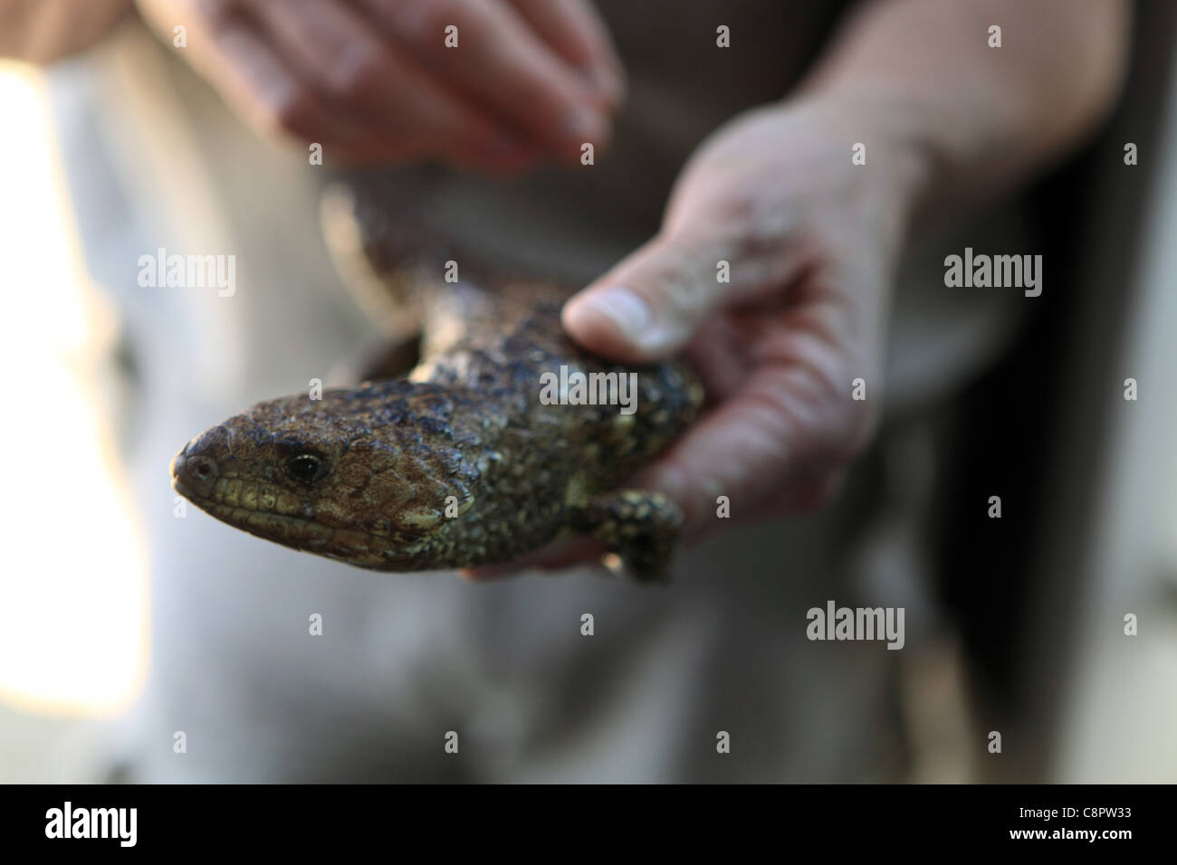 Man holding a shingleback lizard Stock Photo - Alamy