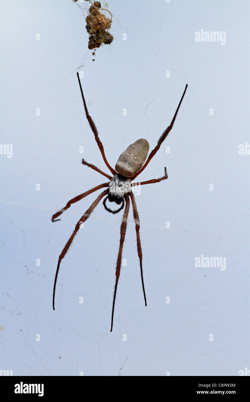 Australian large spider hi-res stock photography and images - Alamy
