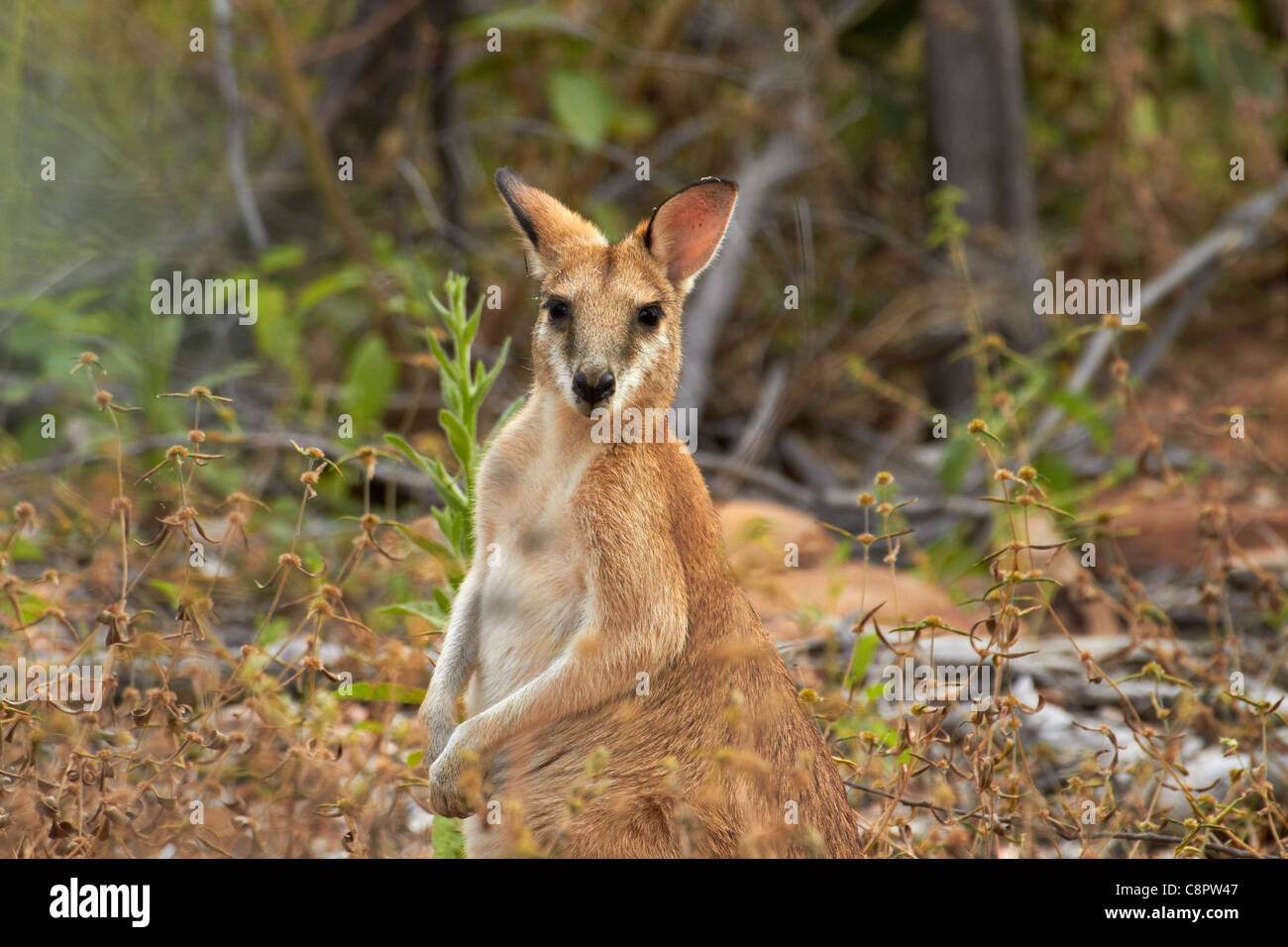 Wallaby, Katherine Gorge, Nitmiluk National Park, Northern Territory ...