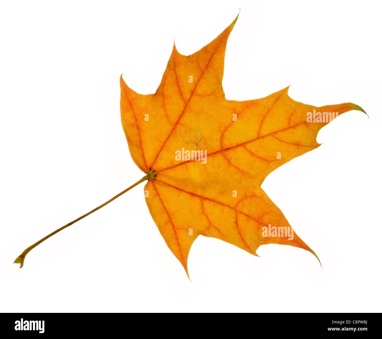 Autumn red yellow maple Cut Out Stock Images & Pictures - Alamy