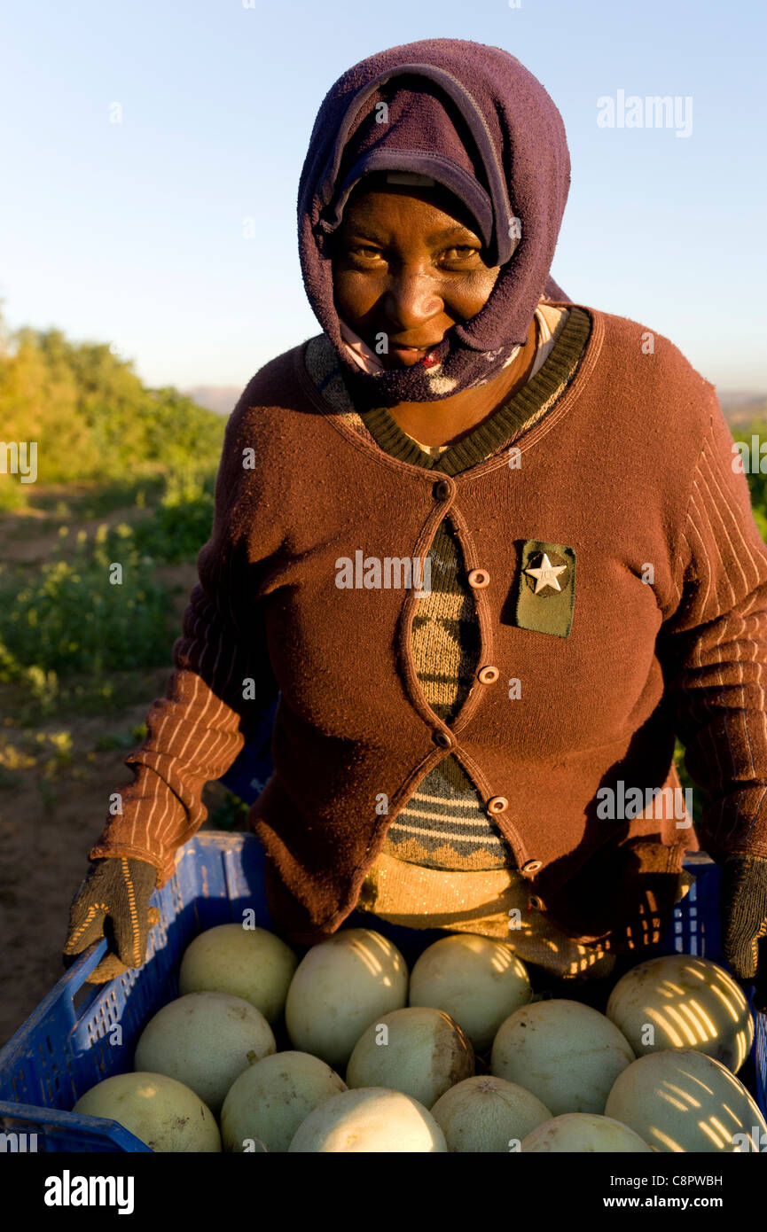 Field worker harvesting melons Noordoewer Namibia Stock Photo - Alamy