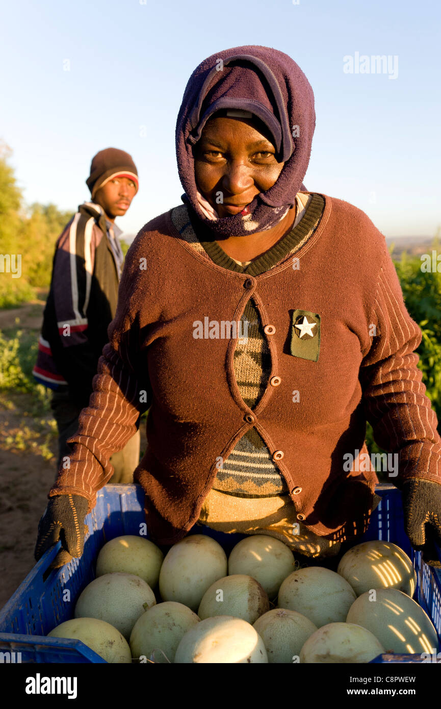 Field worker harvesting melons Noordoewer Namibia Stock Photo - Alamy