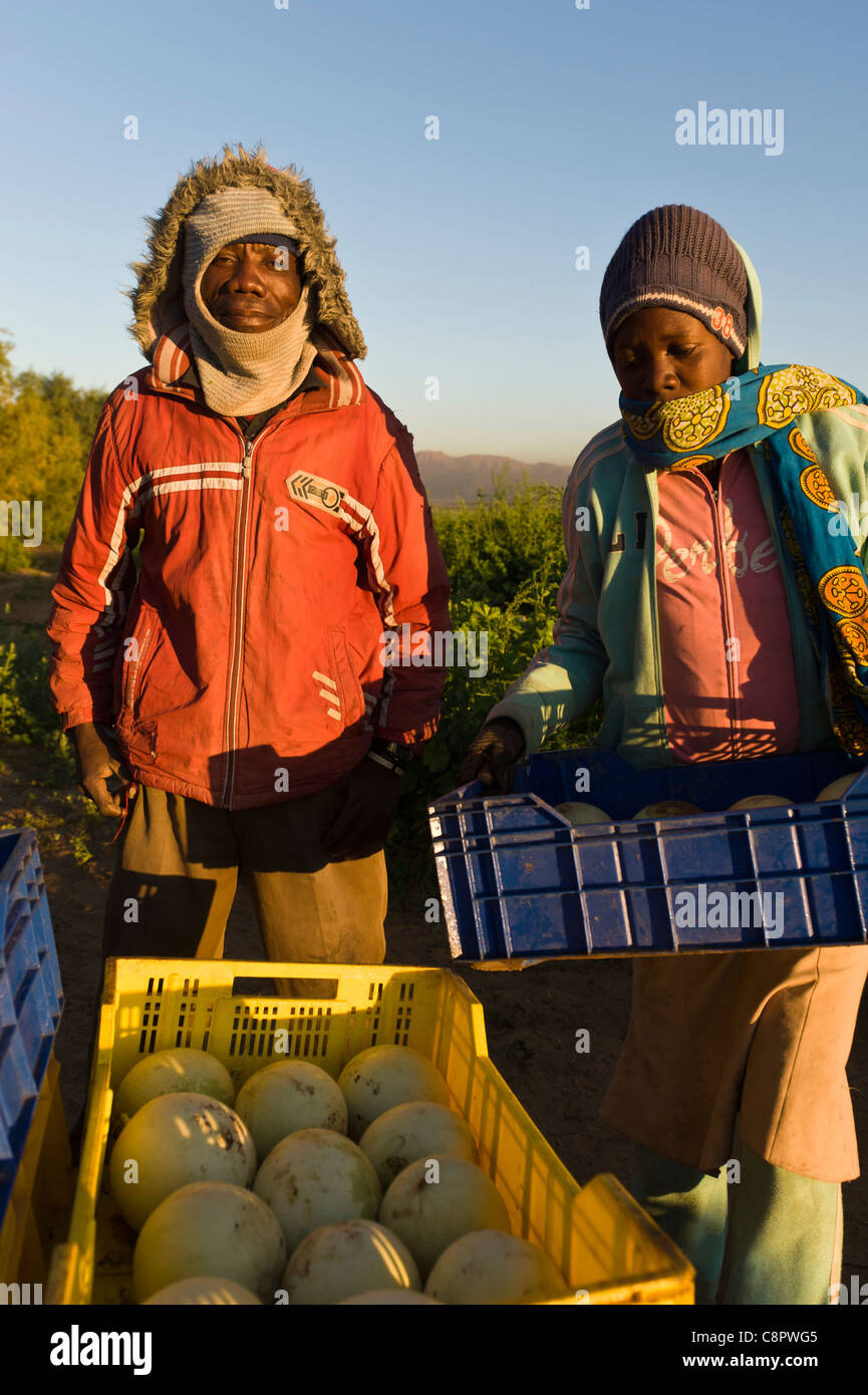 Field workers harvesting melons Noordoewer Namibia Stock Photo - Alamy