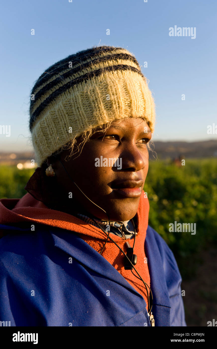 Field worker on a melon farm Noordoewer Namibia Stock Photo - Alamy