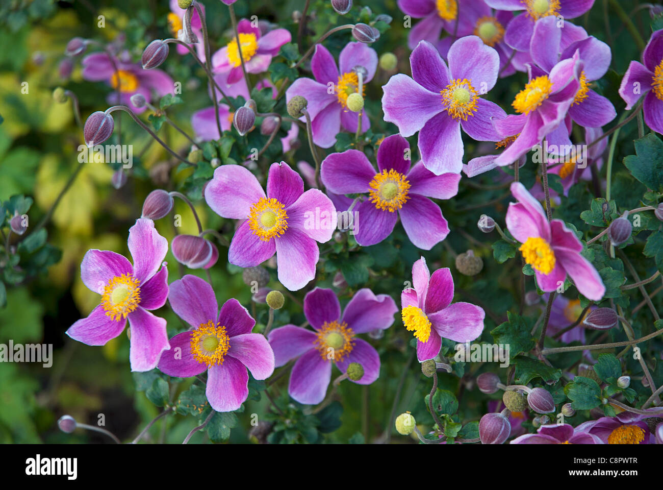 Purple flowers, close-up Stock Photo - Alamy