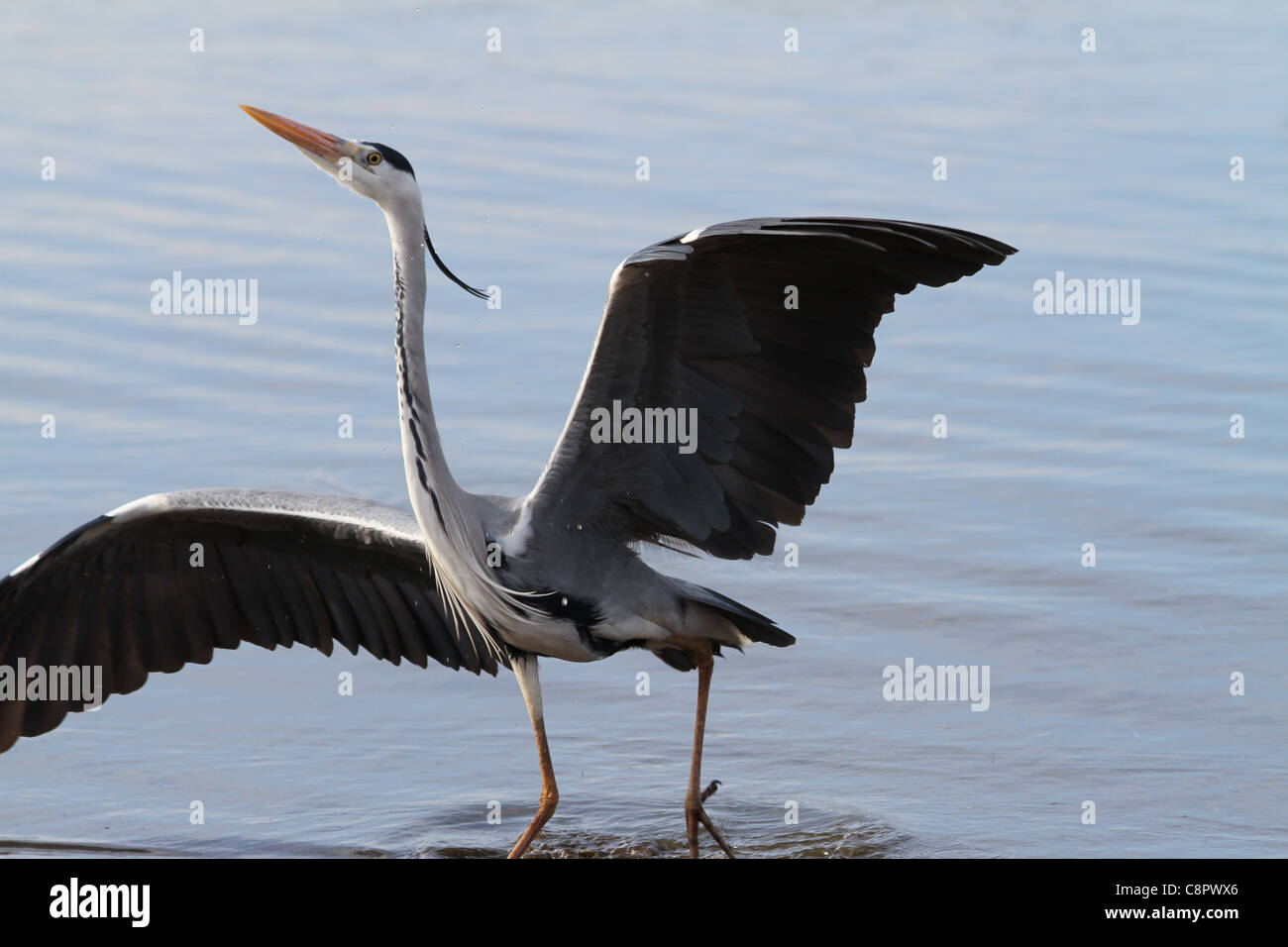 Caught on camera hi-res stock photography and images - Alamy