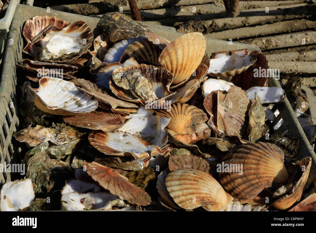 Empty Scallop shells Stock Photo - Alamy
