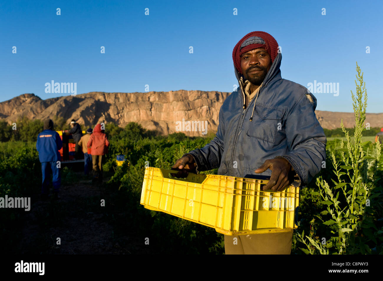 Field workers harvesting melons Noordoewer Namibia Stock Photo - Alamy