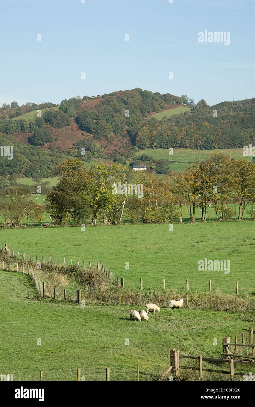 Great Britain, Wales, countryside view with sheep grazing Stock Photo ...