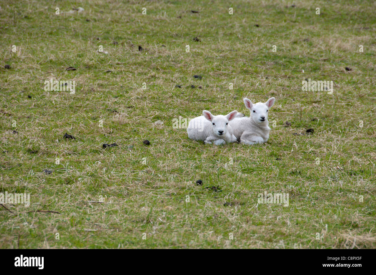 Two baby lambs sitting in a grass field Stock Photo - Alamy