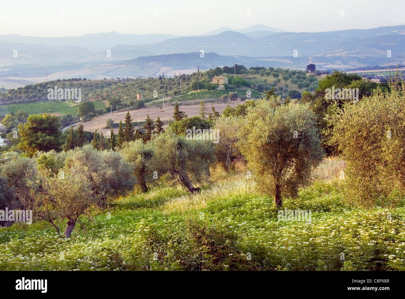 Montemerano hi-res stock photography and images - Alamy