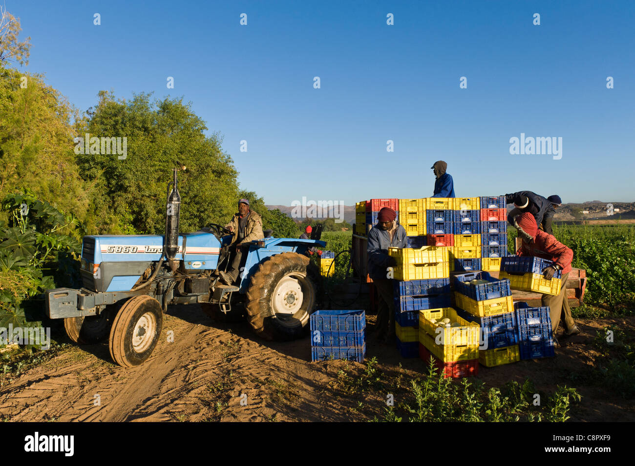 Field workers harvesting melons Noordoewer Namibia Stock Photo - Alamy